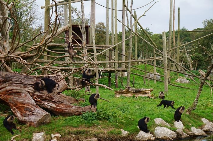 FOTA Wildlife Park: Ireland’s Hidden Gem